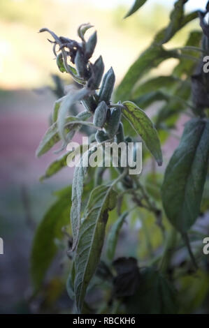 Sesamum tree plant on farm for harvest are cash crops Stock Photo - Alamy