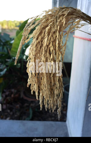 Ear of rice. Close-up to rice seeds in ear of paddy. Beautiful golden ...