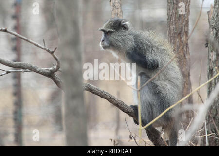 HEARTWARMING pictures and video footage have captured an armless monkey ...