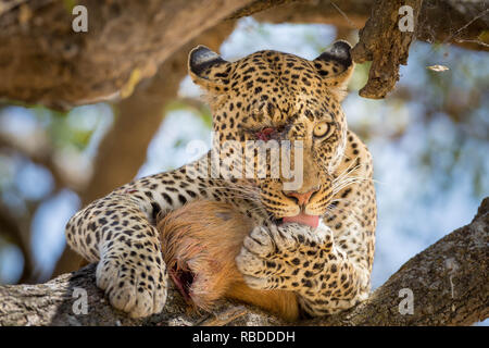 THIS ONE-EYED leopard’s wound looks reminiscent of Scar from The Lion ...