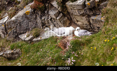A pair of sea gulls on the cliffs at Sumburgh Head near Lerwick ...