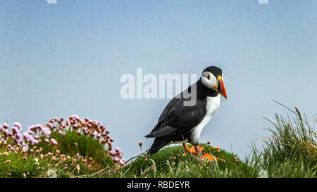 The Atlantic puffin seabird at Sumburgh Head near Lerwick, Shetland ...