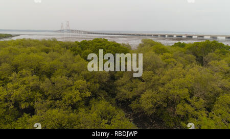 aerial view mangroves and suspension cable bridge Suramadu over madura ...