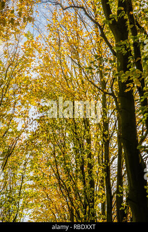 trees in autumn Ray Boswell Stock Photo - Alamy