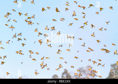 A scenic view of a flock of birds flying over a tranquil lake during a ...