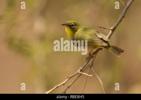 The Abyssinian white-eye, white-breasted white-eye, Zosterops ...