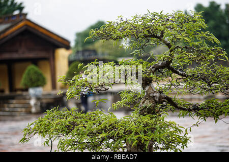 Bonsai tree in Vietnamese temple Stock Photo - Alamy