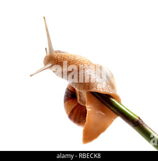 a twisted mollusc shell on a white background Stock Photo - Alamy