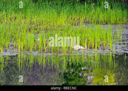 Seney wetlands at dawn in early summer, Seney National Wildlife Refuge ...
