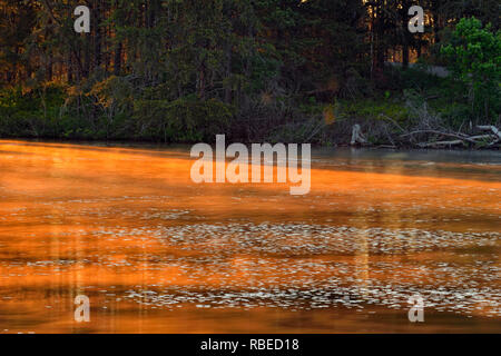 Seney wetlands at dawn in early summer, Seney National Wildlife Refuge ...