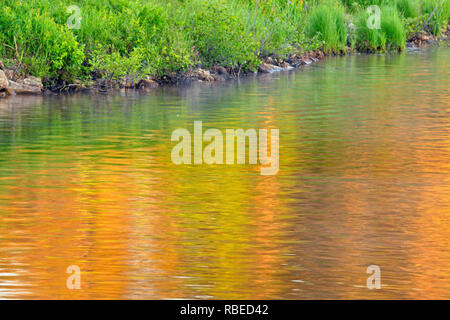 Seney wetlands in early summer, Seney National Wildlife Refuge ...