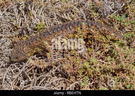 An Eastern Shingleback lizard (Tiliqua rugosa aspera) on a dark rock in ...
