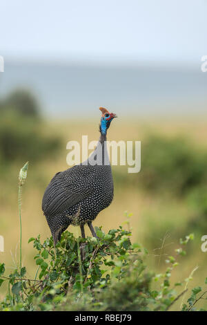 Helmeted guineafowl (Numida meleagris), Maasai Mara National Reserve ...