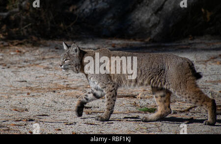 Bobcat stalking his prey Stock Photo: 30169420 - Alamy