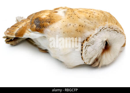 dead barn owl, died by accident with a car Stock Photo - Alamy