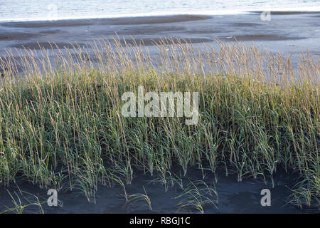 Strandroggen, Strand-Roggen, Blauer Helm, Leymus arenarius, Elymus ...