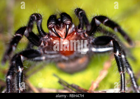 Sydney Funnel Web Spider, Atrax robustus, in a threat position showing ...