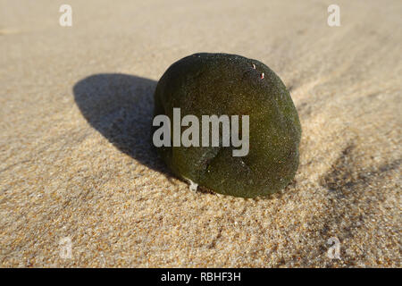 sea sponge on the sand. beach with sea on the bottom, sunset Stock ...