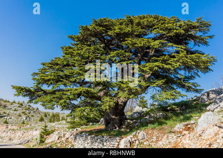Al Shouf Cedar Nature Reserve, near Maaser esh-Shouf, Lebanon mountains ...