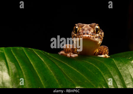 Madagascan Ground Gecko (Paroedura picta Stock Photo - Alamy