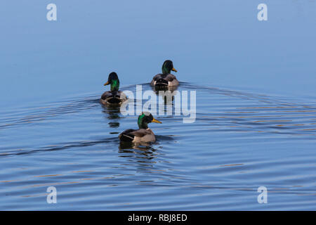 Three mallards on a pond Stock Photo - Alamy