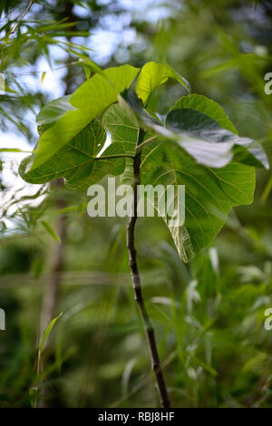 groundsel tree (Baccharis halimifolia Stock Photo - Alamy