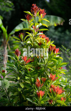 new growth,RM floral,trees,tree,foliage,leaves,Machilus,Japanese bay ...