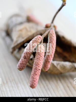 hazelnut buds , studio shot Stock Photo - Alamy