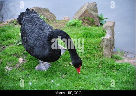 A black swan in Dawlish Stock Photo - Alamy