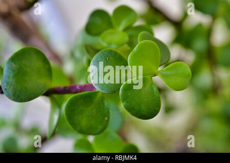 Dwarf jade plant (Portulacaria afra) as bonsai tree Stock Photo - Alamy