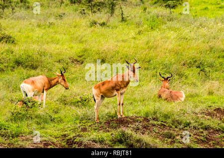 Three hirolas in the savannah of Nairobi park in Kenya in Africa Stock ...