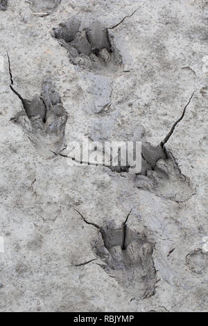 European Beaver (Castor fiber). Footprint of hind paw in sand. Germany ...
