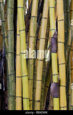 Bamboo forest, Costa Rica Stock Photo - Alamy