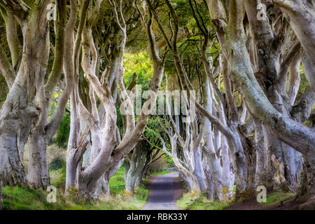 The dark hedges road from the Game of Thrones, in Northern Ireland. It ...