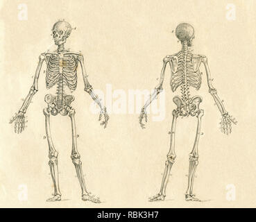Human SKULL - Vintage Engraved Illustration 1889 Stock Photo - Alamy