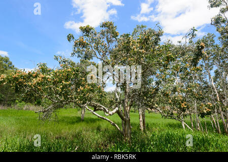 Paperbark trees, North Queensland Australia Stock Photo - Alamy