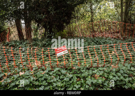 Japanese Knotweed in Winter Stock Photo - Alamy