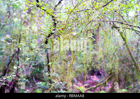 New Zealand native bush, tangled trees, branches and vives with moss ...