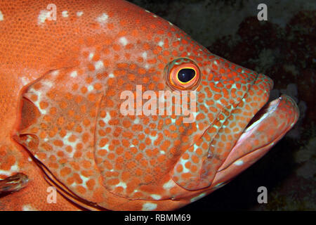 Portrait Tomato grouper (Cephalopholis sonnerati) colour variant, front ...