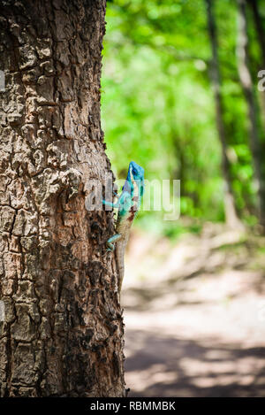 Closeup shot of a blue and orange lizard on a wooden surface with a ...