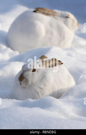 Two white-tailed jackrabbits in different stages of turning from brown ...