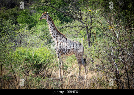 Giraff, Dabchick Game Reserve, Waterberg Region. Limpopo Province ...