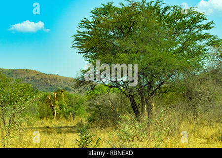 Dabchick Game Reserve, Waterberg Region. Limpopo Province, South Africa ...