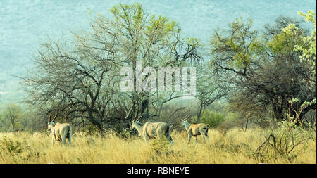 Dabchick Game Reserve, Waterberg Region. Limpopo Province, South Africa ...
