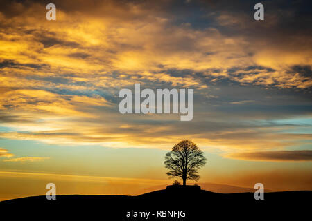 Lone Tree at sunset, above Bellerby, Yorkshire Dales, Yorkshire Stock ...