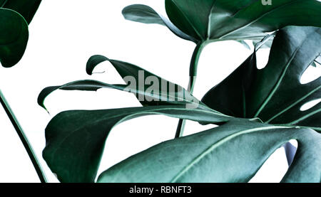 Real monstera leaves decorating for composition design.Tropical ...