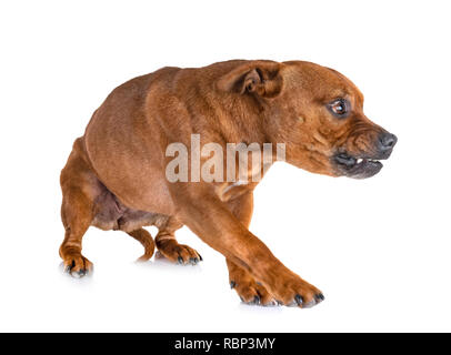 Aggressive staffordshire bull terrier growling and showing teeth on ...