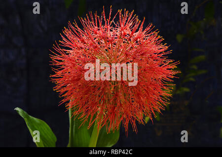 football lily flower, Mumbai, Maharashtra, India, Asia Stock Photo - Alamy