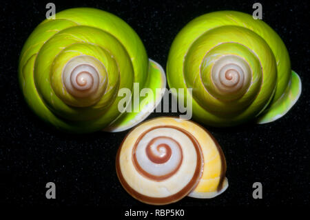 Green Snail, Manus Island, Papua New Guinea Stock Photo - Alamy