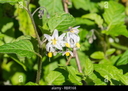Forked Nightshade (Solanum furcatum) native to South America ...